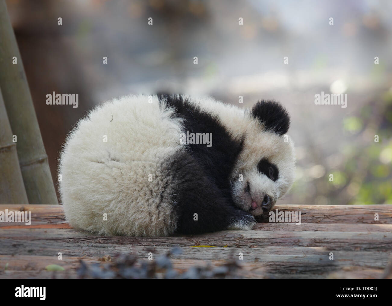Sleeping Wild Baby Animals