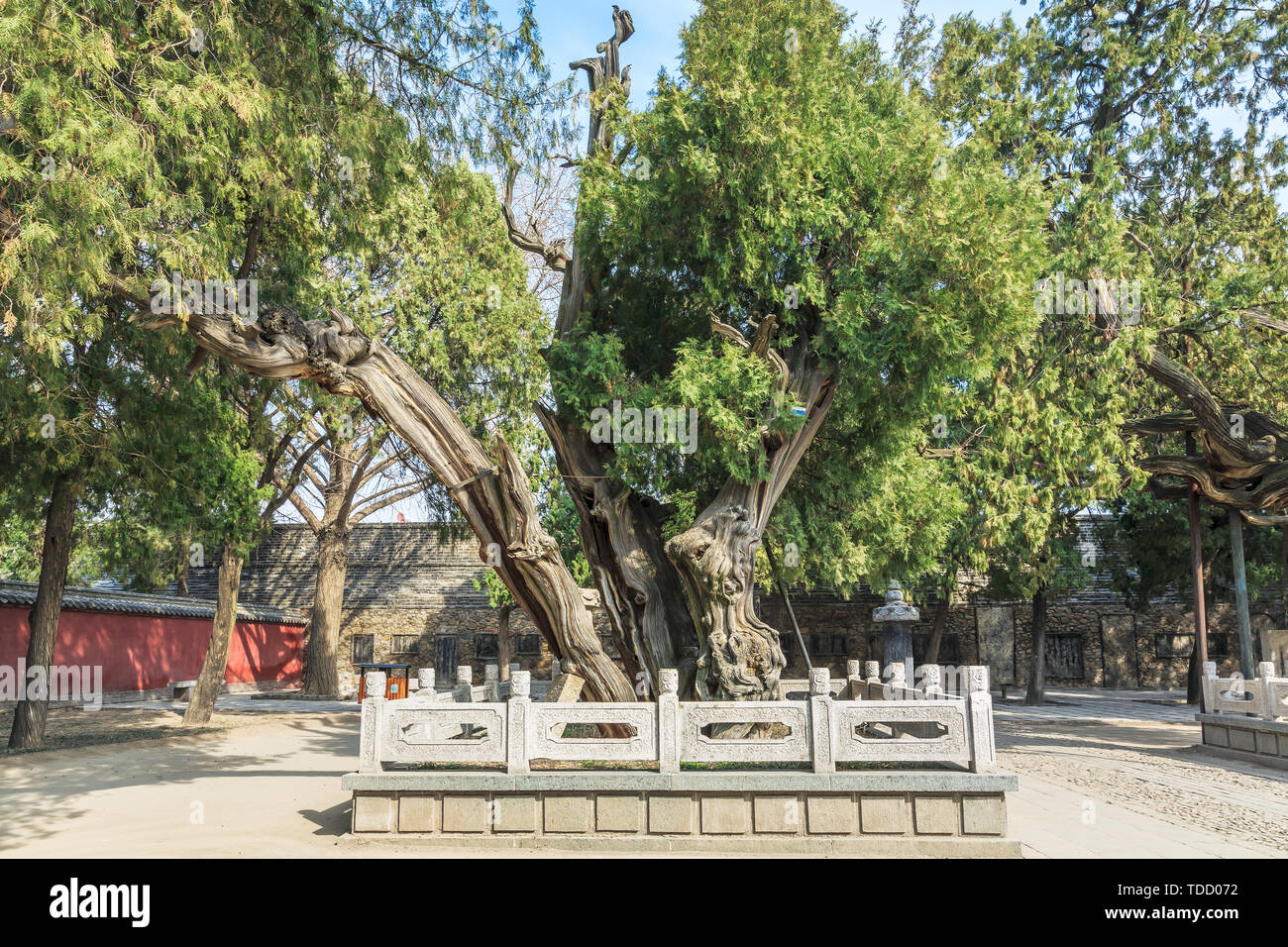 Ancient Han cypress in the courtyard of Dai Temple Stock Photo - Alamy