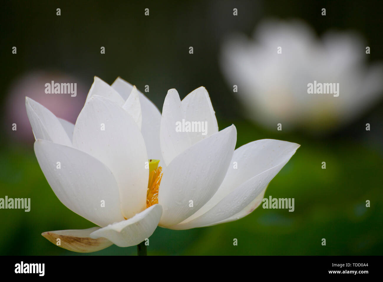 A set of lotus pictures Stock Photo - Alamy