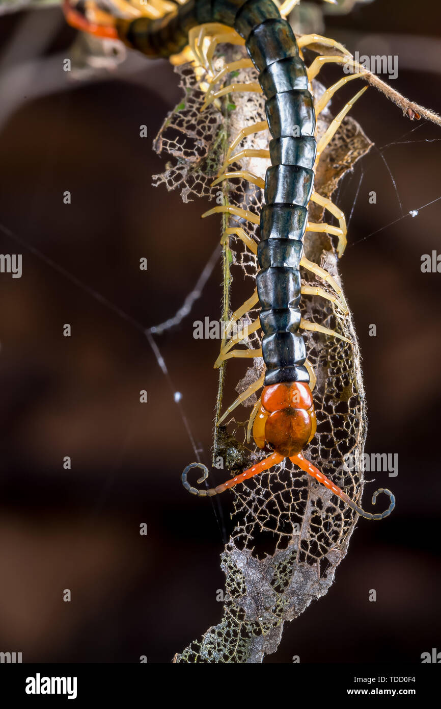 Multi legged insects hi-res stock photography and images - Alamy