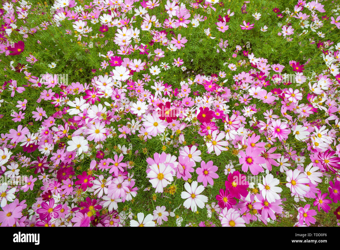 The blooming Gesang flowers Stock Photo - Alamy