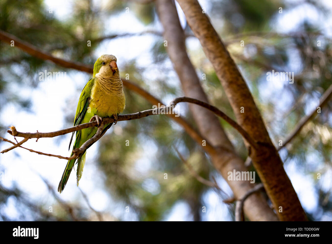 Yellow-green parrot sitting on a pine tree branch on the park Stock ...