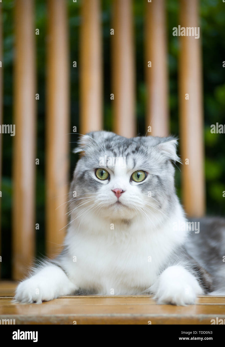 Scottish Eared Cat Stock Photo - Alamy