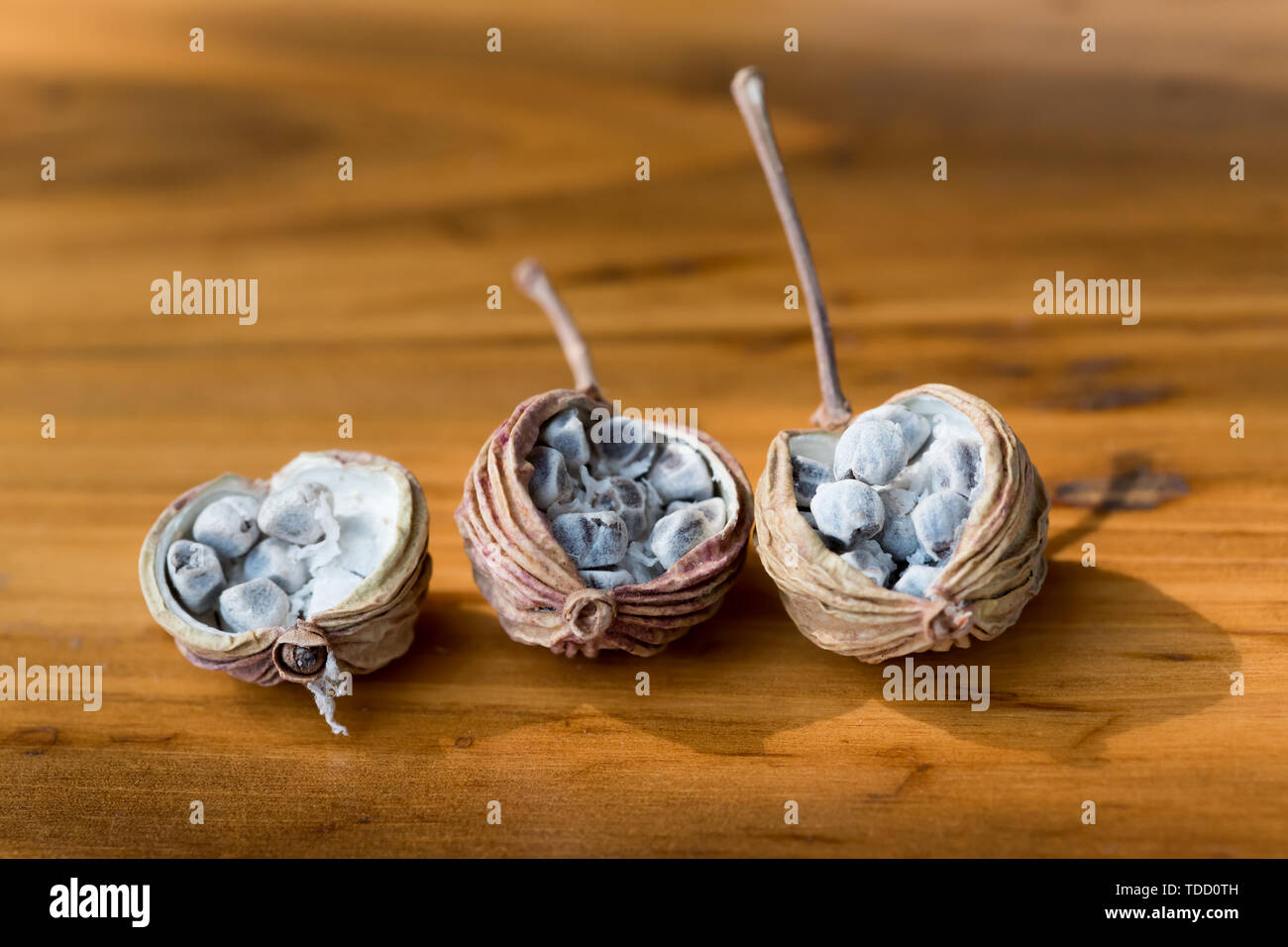 Sand sand kernel Stock Photo - Alamy