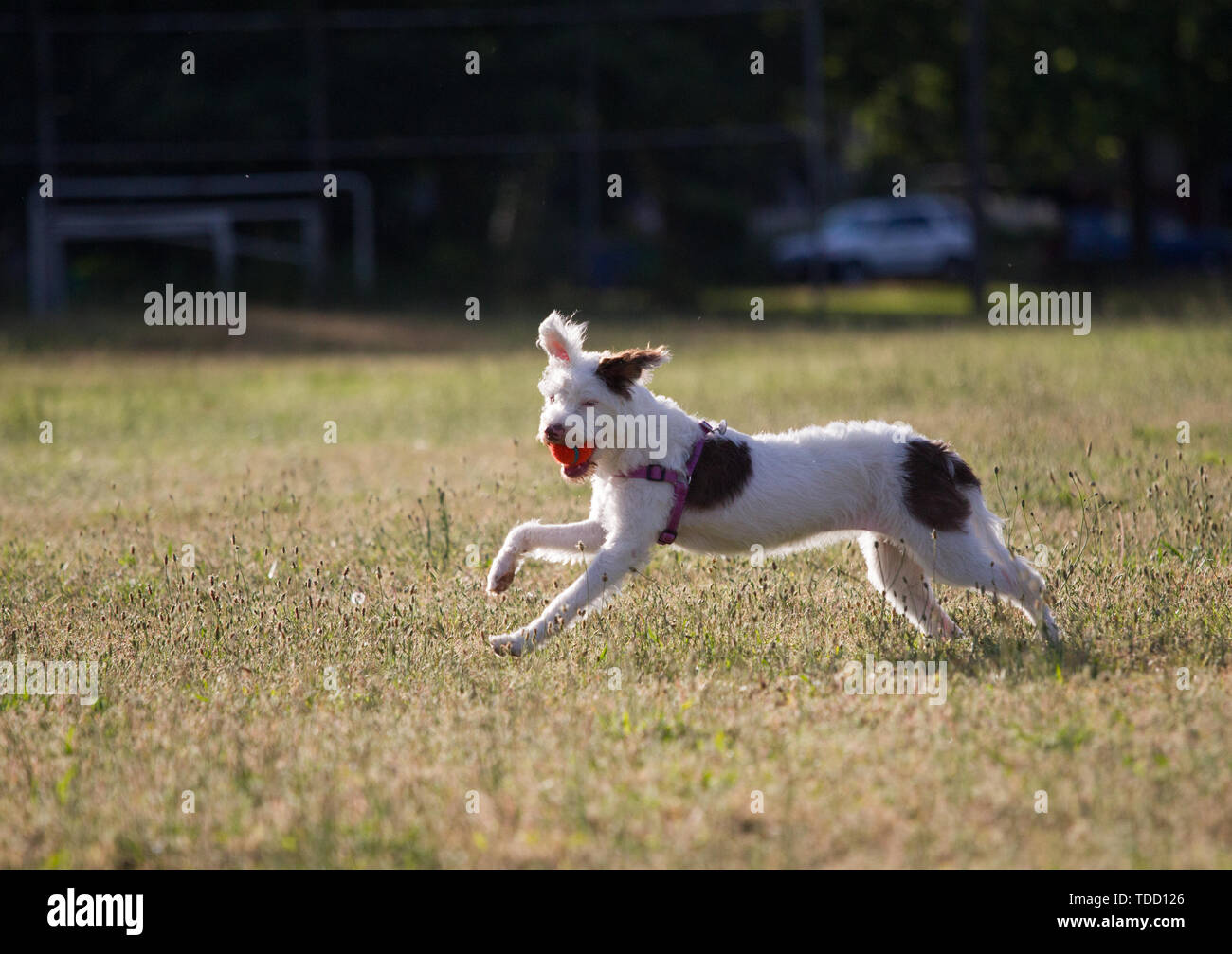 The Jack Russell Terror Stock Photo - Alamy