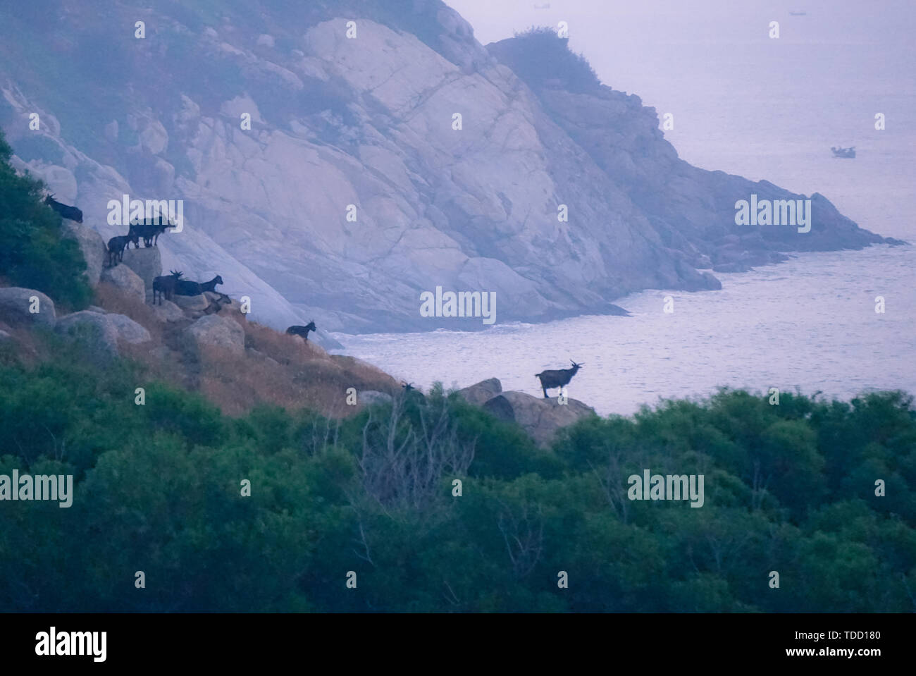 Goat shock hi-res stock photography and images - Alamy