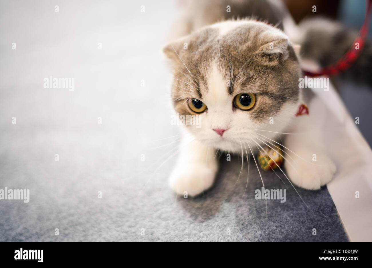 Oracle cat hi-res stock photography and images - Alamy
