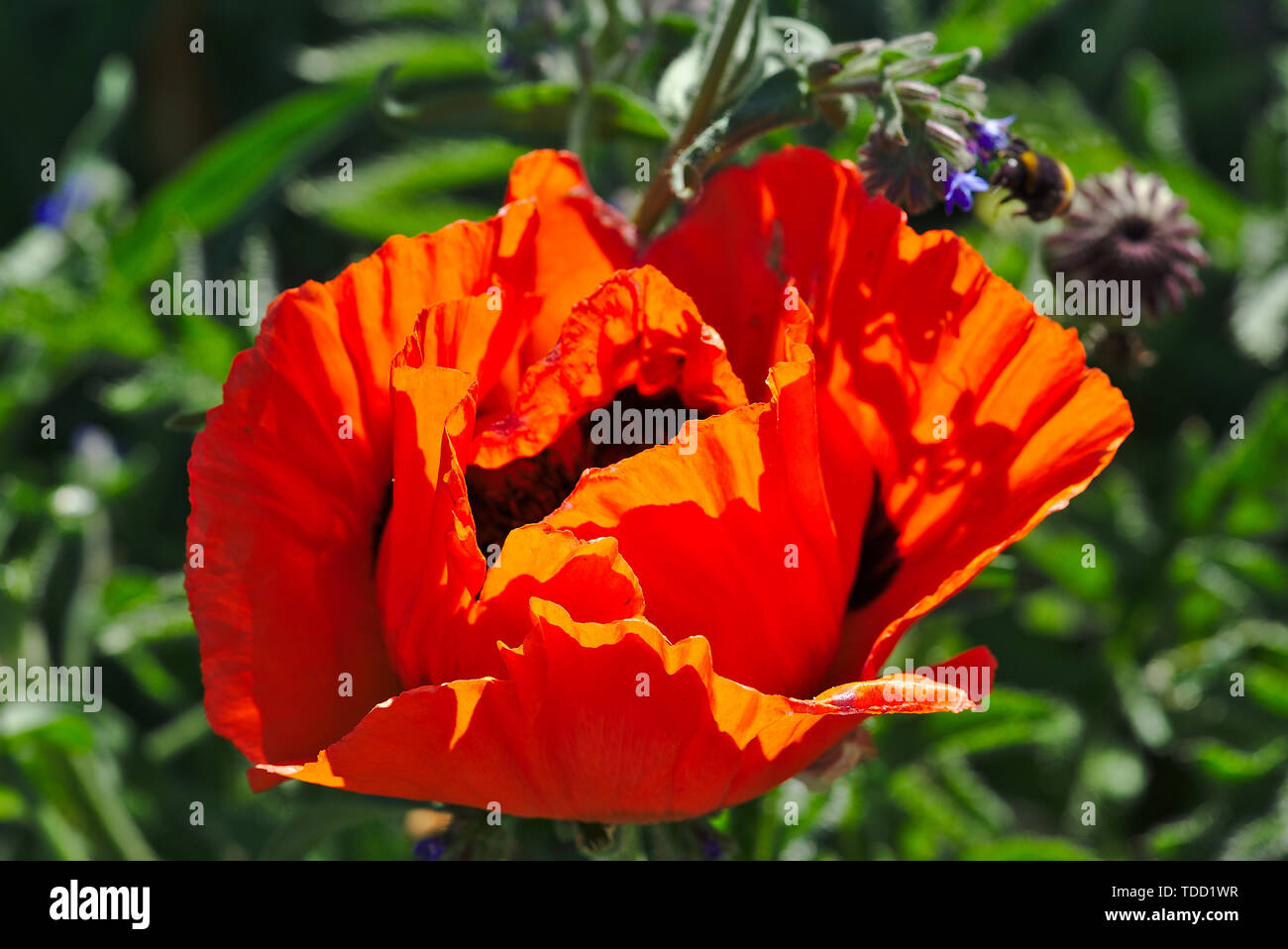 red poppy flower blooming, papaver Stock Photo - Alamy
