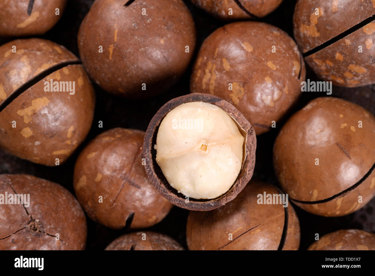 Queensland chestnuts hi-res stock photography and images - Alamy