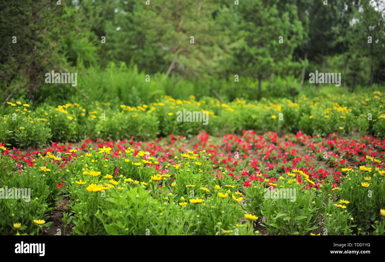 Spring forest flowers and plants picture Stock Photo - Alamy