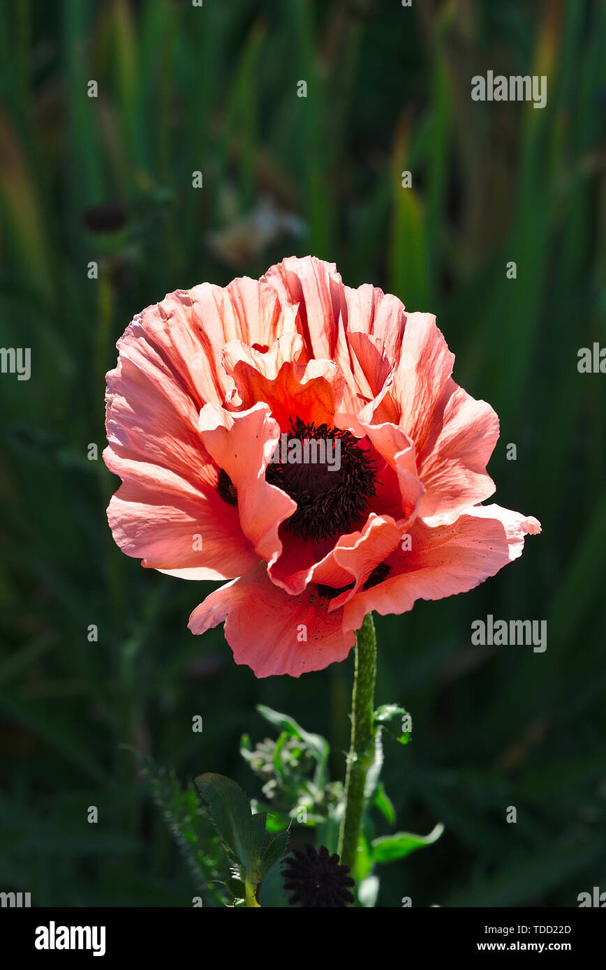 Common Poppy Pink