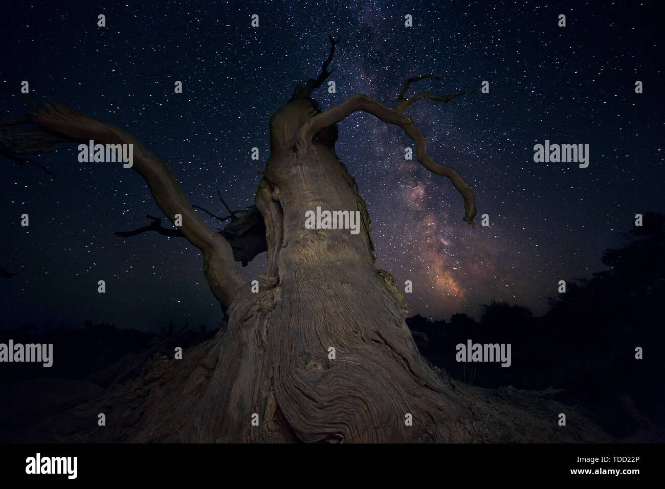 The night scene of Hu Yang Lin Stock Photo - Alamy