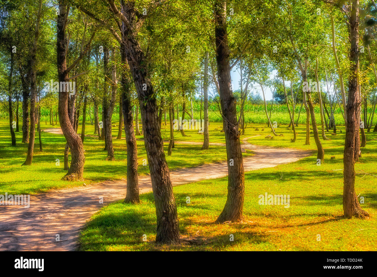 Country Forest Trail Stock Photo - Alamy
