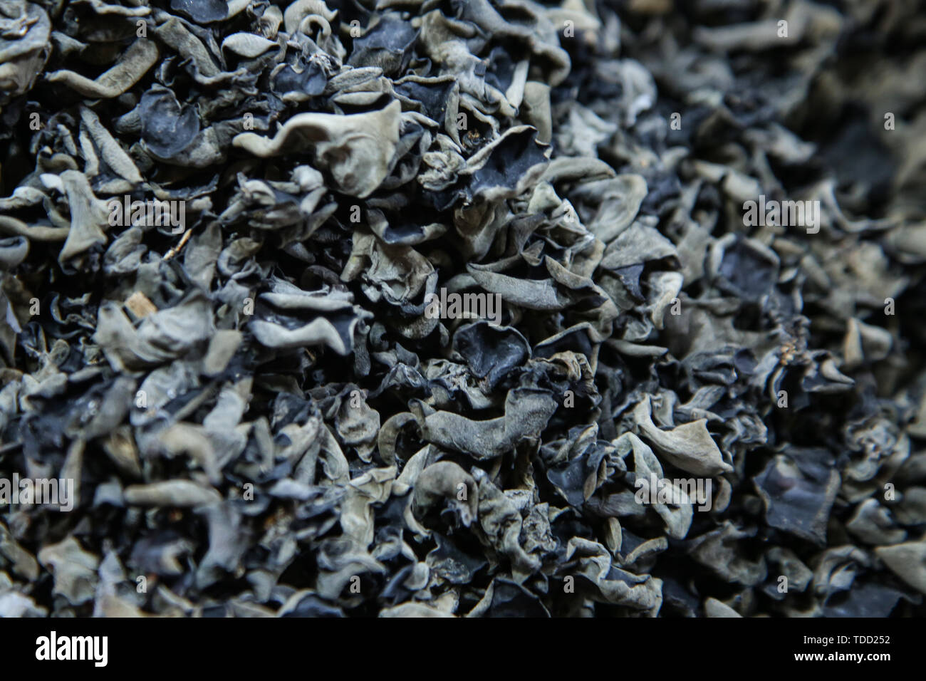 Dried fungus hi-res stock photography and images - Alamy