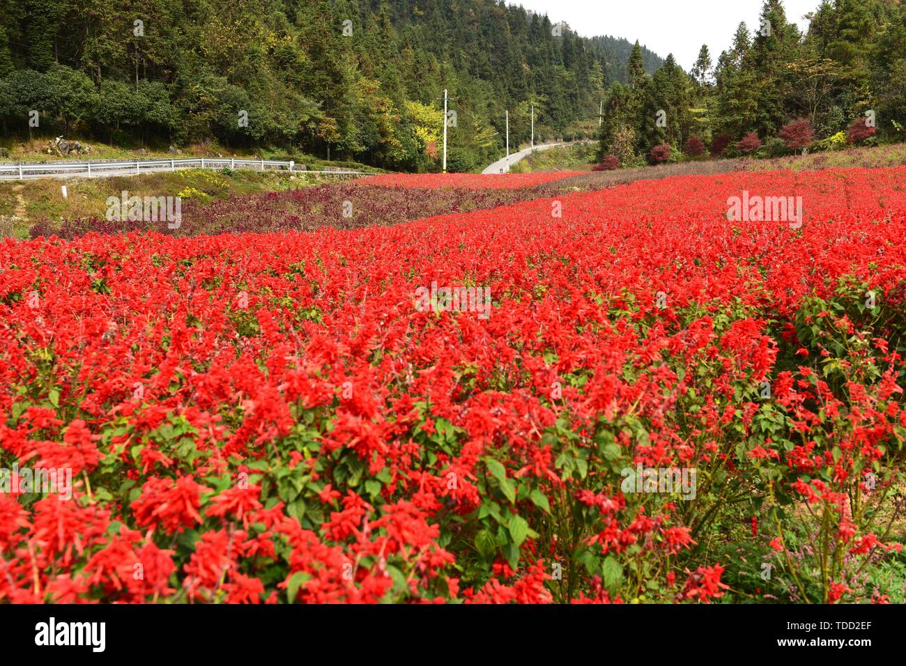 String of red flowers Stock Photo - Alamy