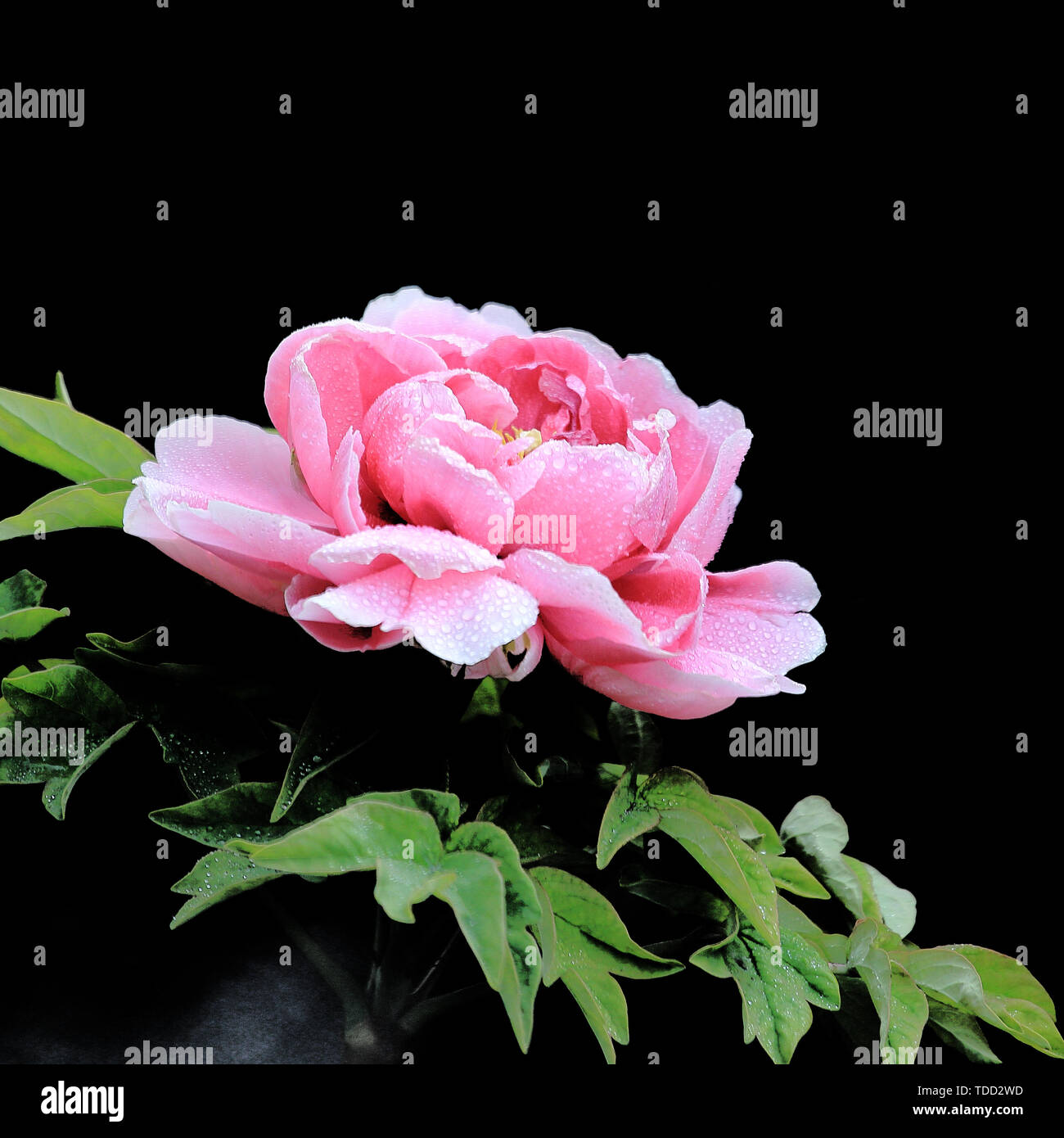 Peony, peony (prescription composition Stock Photo - Alamy