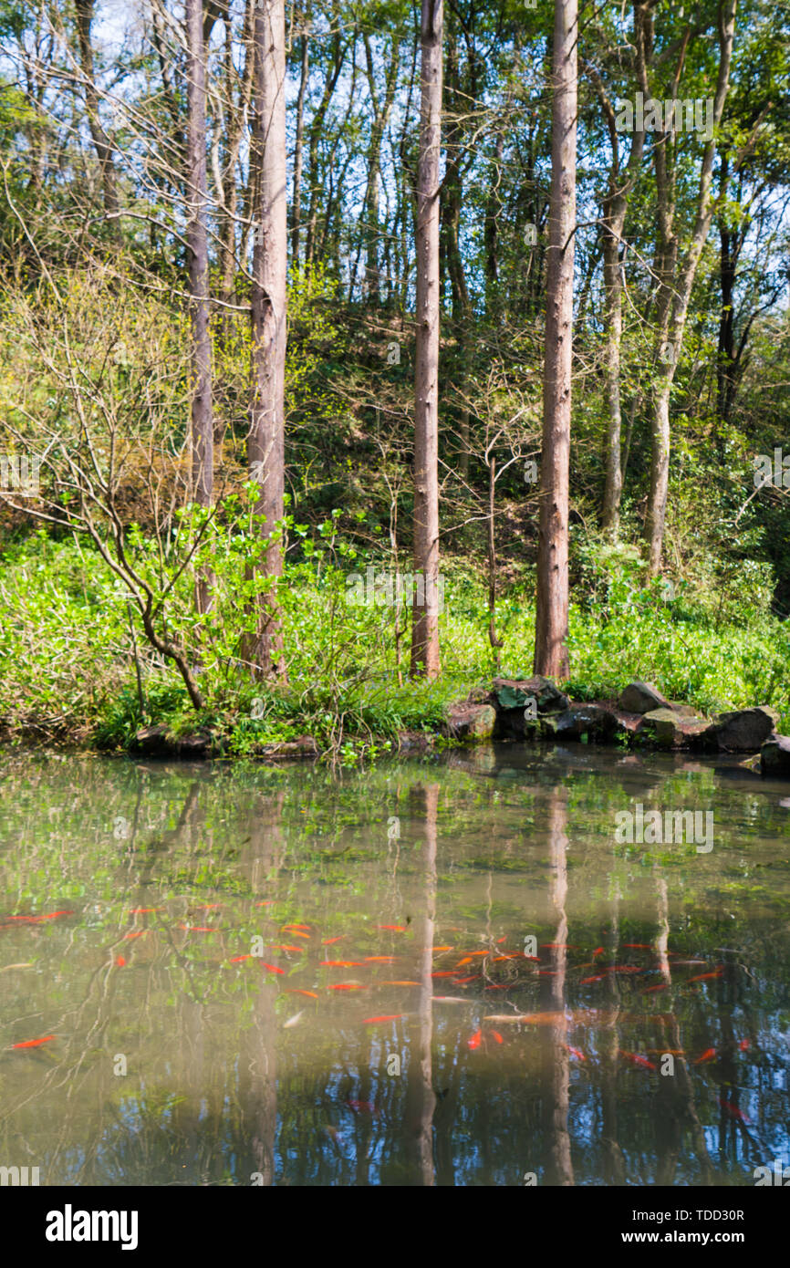 Running tiger spring hi-res stock photography and images - Alamy