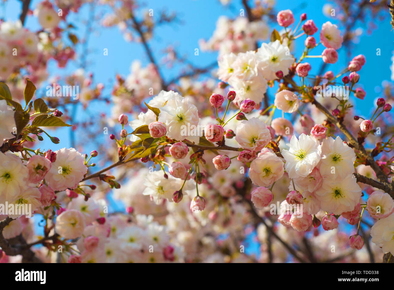 Cherry blossom spring Stock Photo - Alamy