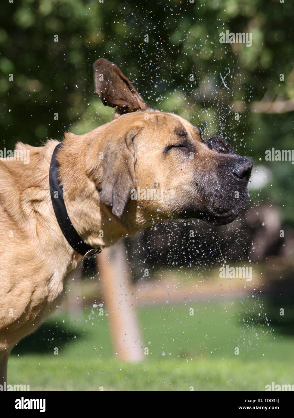 English mastiff hi-res stock photography and images - Alamy