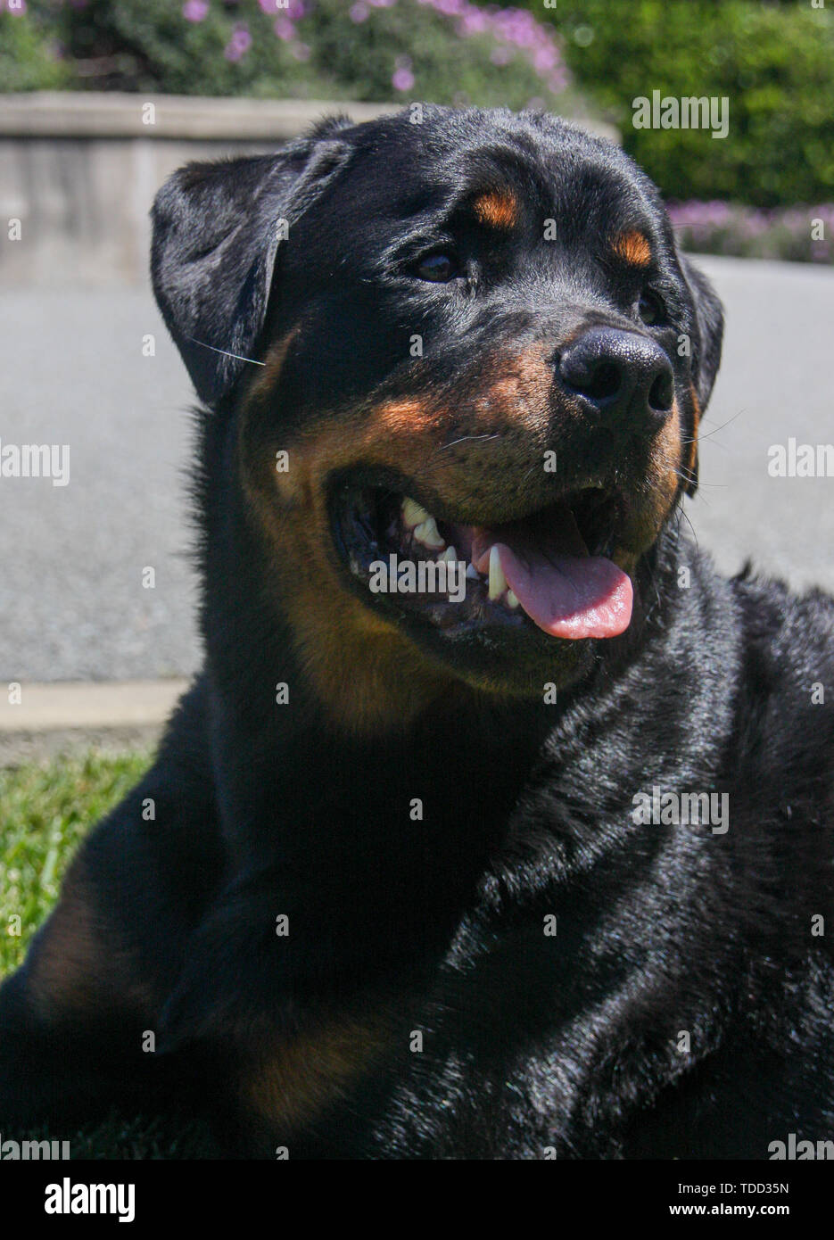 Rottweiler dog sitting outdoors for a natural lighting portrait Stock ...