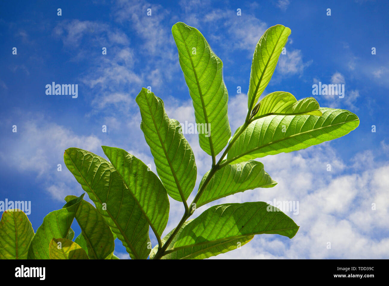 Guava plants hi-res stock photography and images - Alamy
