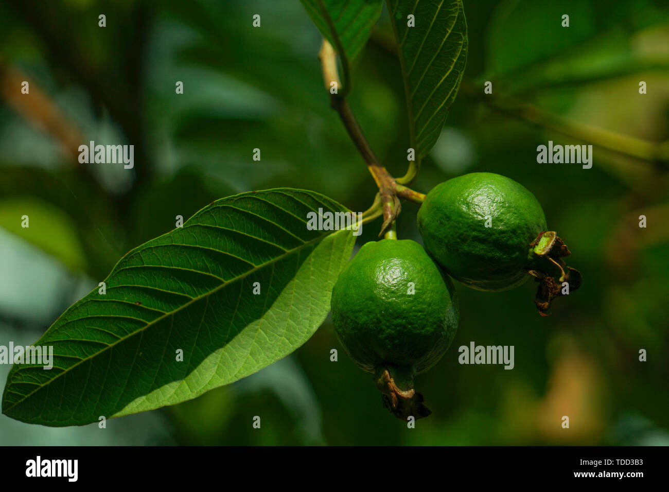 Big guava hi-res stock photography and images - Alamy