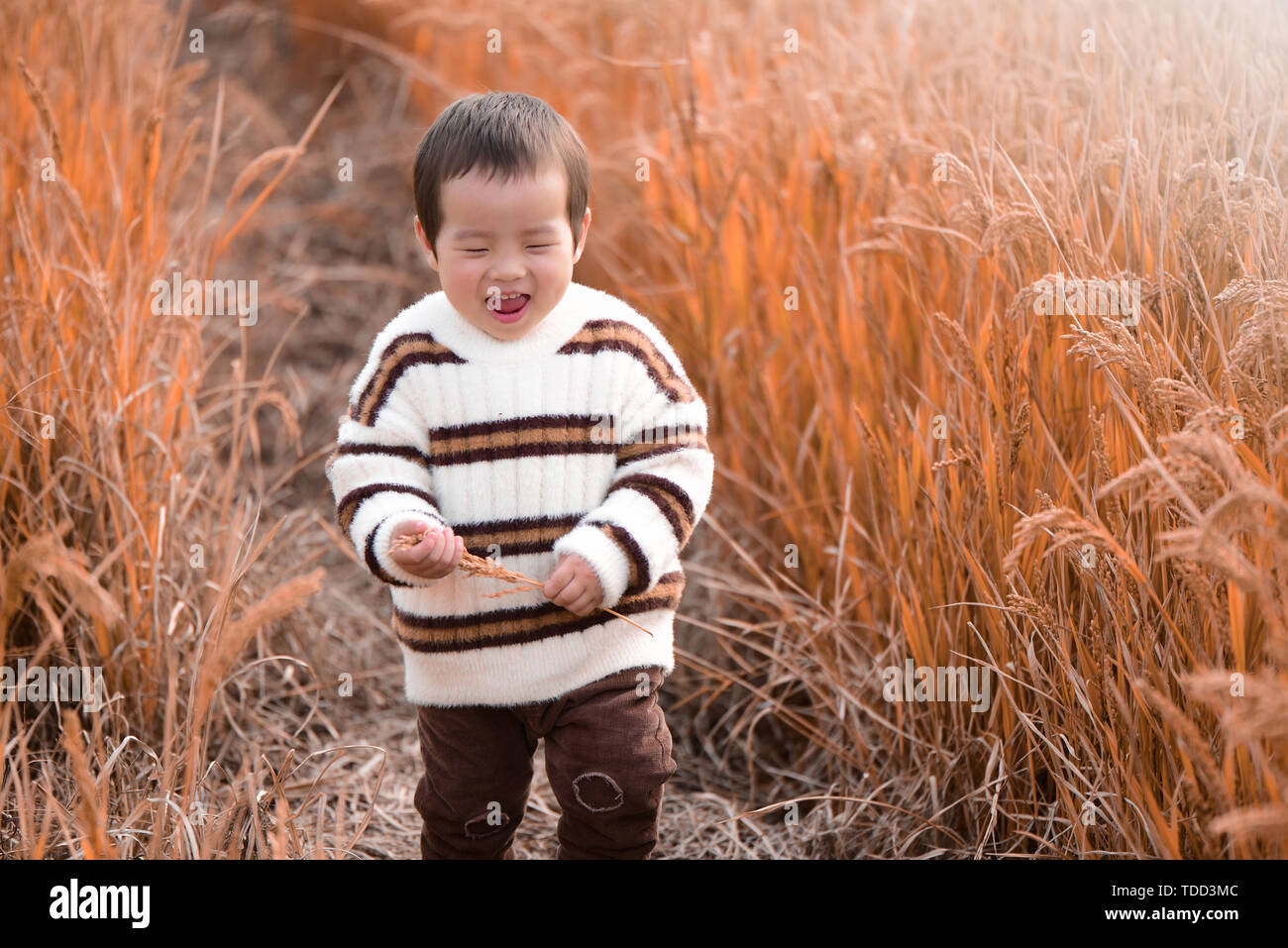 A happy, curious little boy in a rice field Stock Photo - Alamy