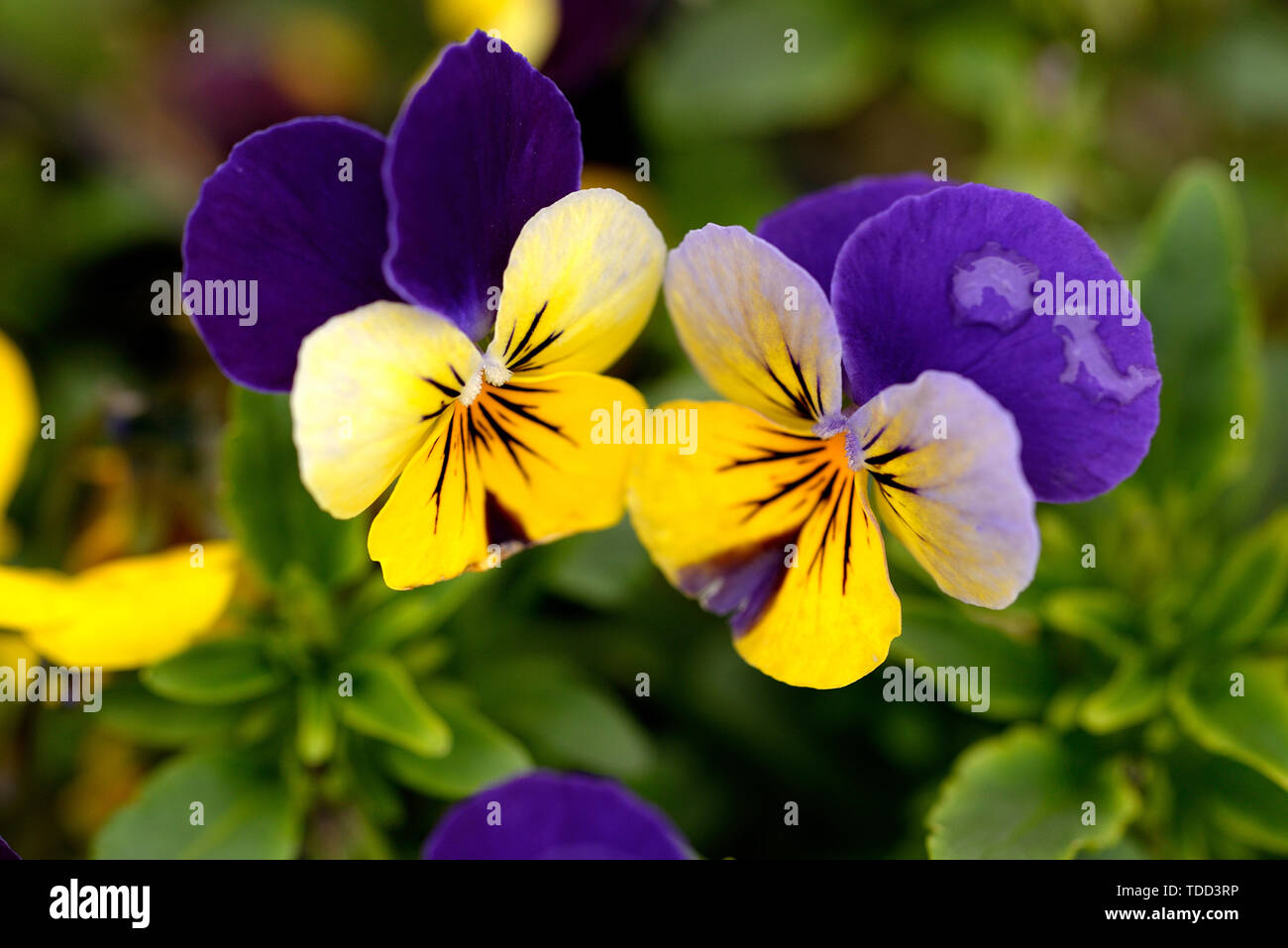 Little pansy hi-res stock photography and images - Alamy