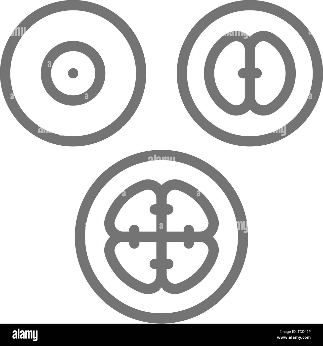 Cell division stages, embryos, embryogenesis line icon Stock Vector ...