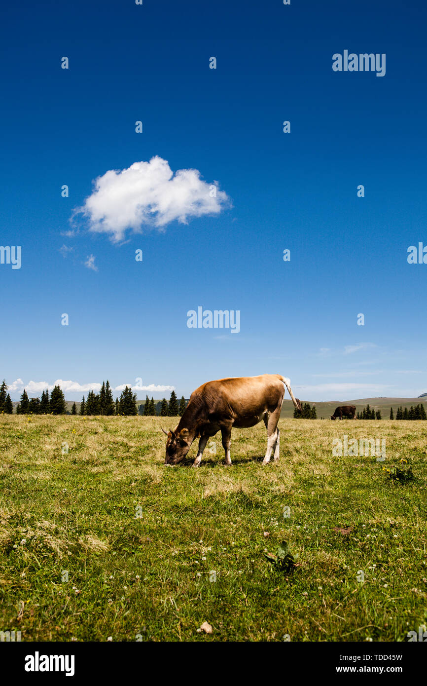 The cattle on the prairie Stock Photo - Alamy