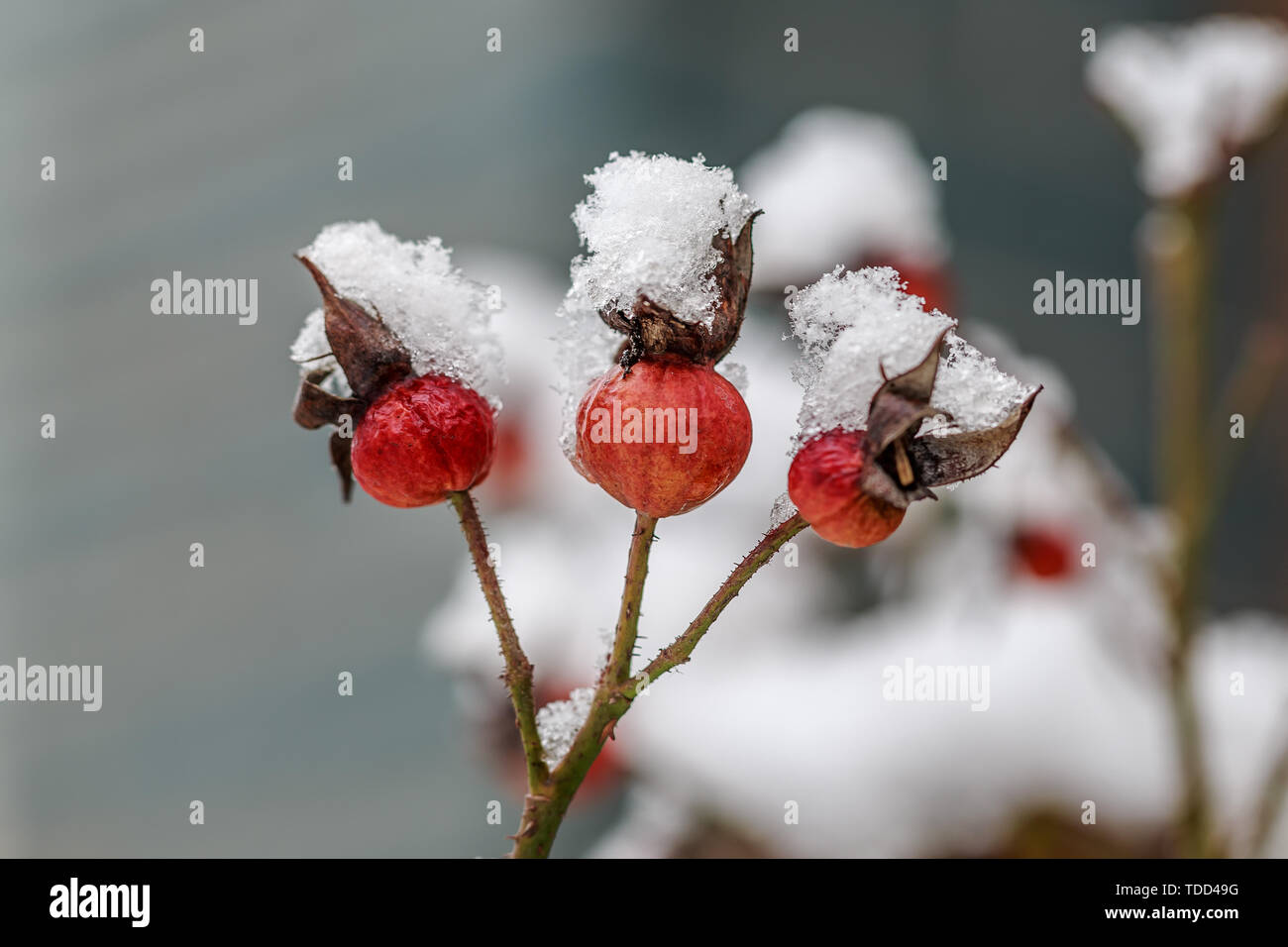 Snow on the red fruit Stock Photo - Alamy