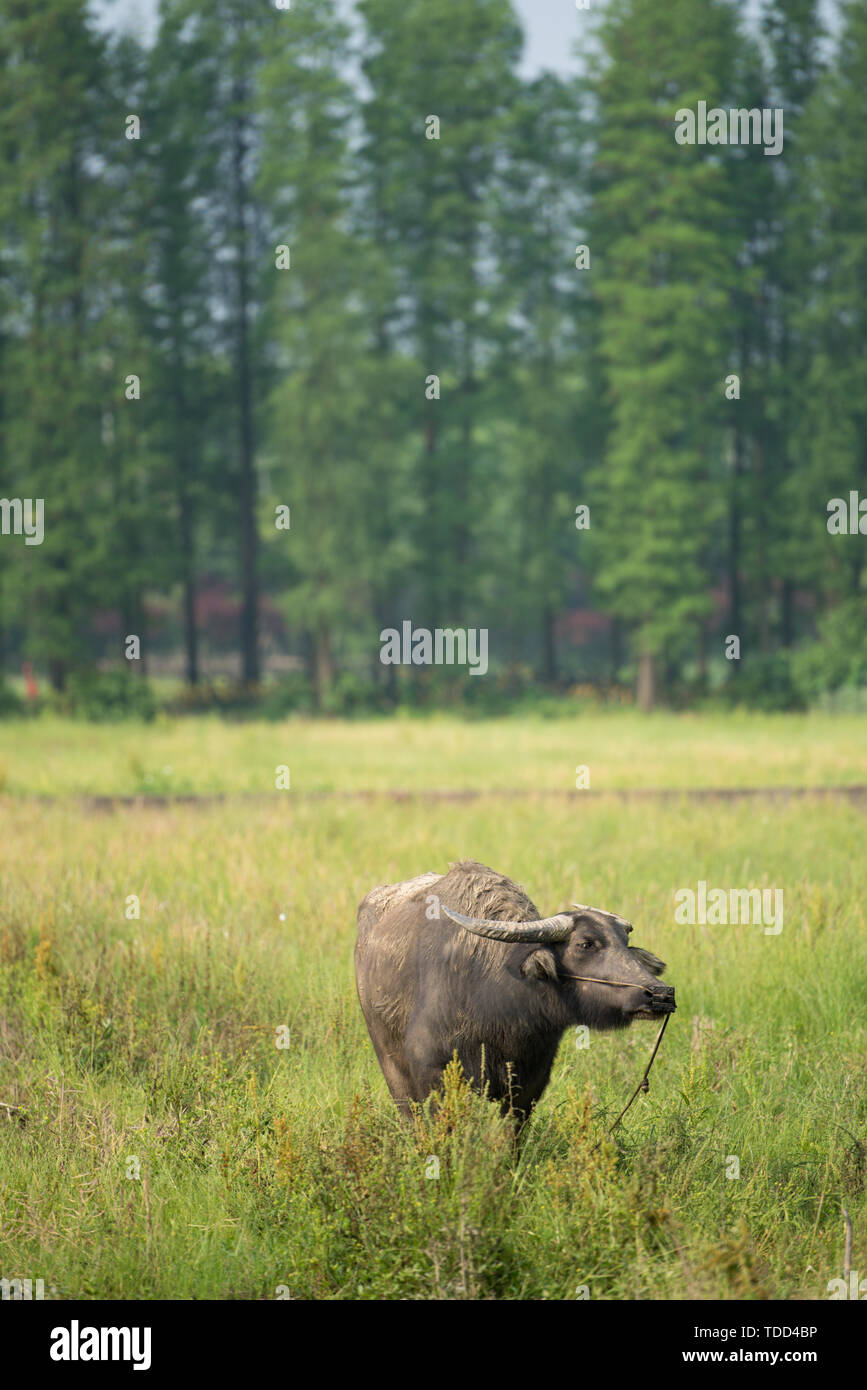 Buffalo lawn grass hi-res stock photography and images - Alamy