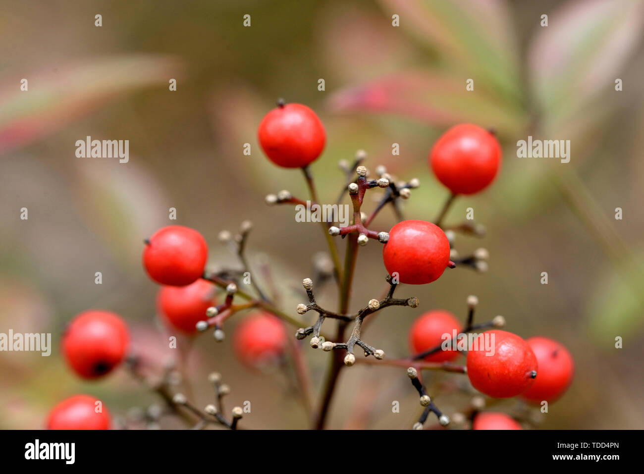 Red fruit of southern bamboo Stock Photo - Alamy