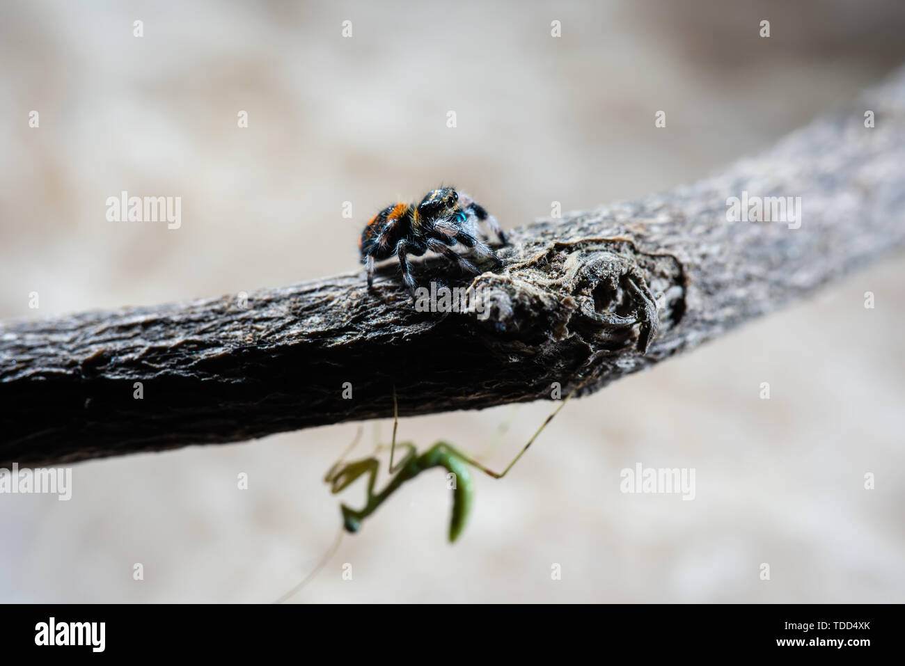 Insects in nature Stock Photo - Alamy