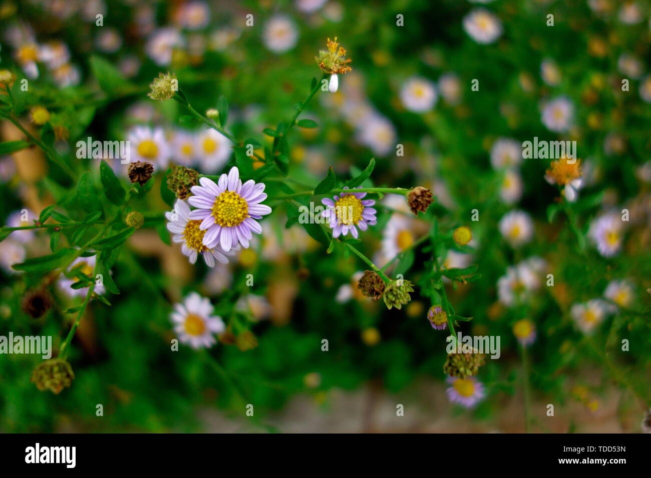 Gova hi-res stock photography and images - Alamy