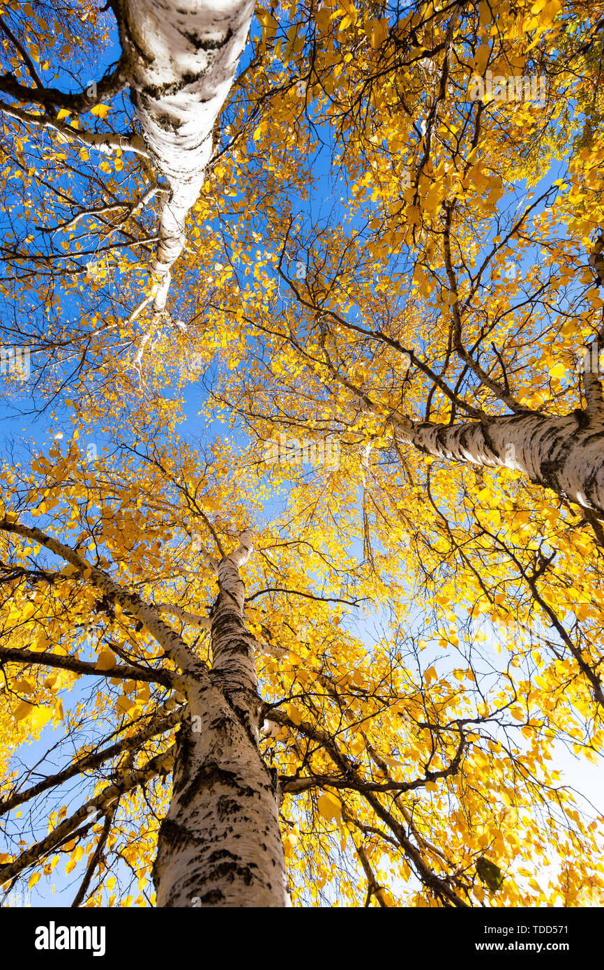 Golden color autumn birch tree hi-res stock photography and images - Alamy