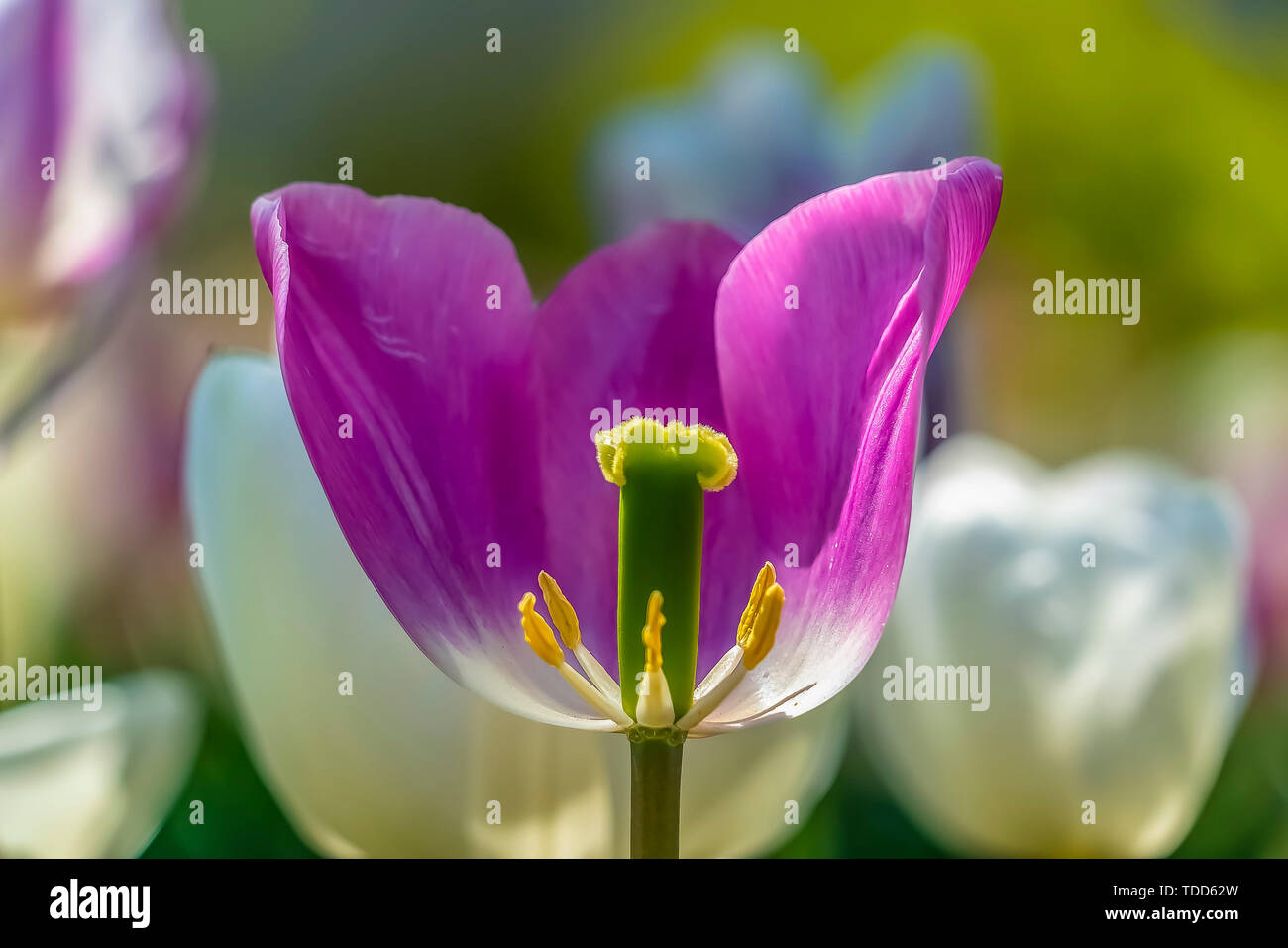 Organ System Of Flower