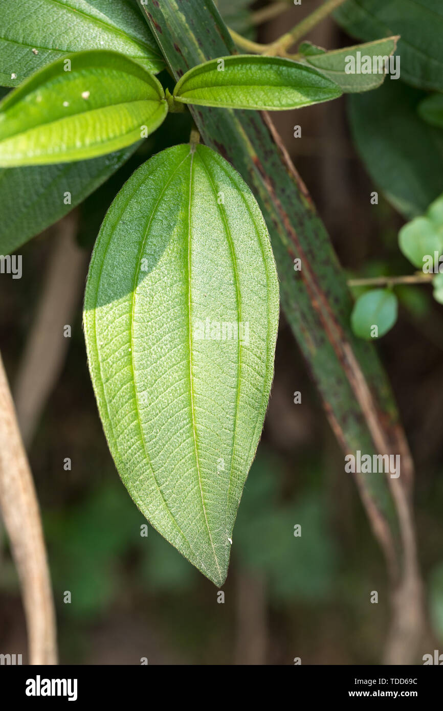 Fujian fan-leaf fern Stock Photo - Alamy