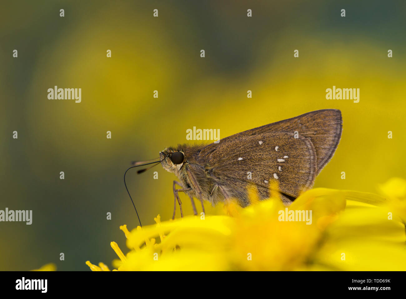 A set of microscopic insect tablets Stock Photo - Alamy