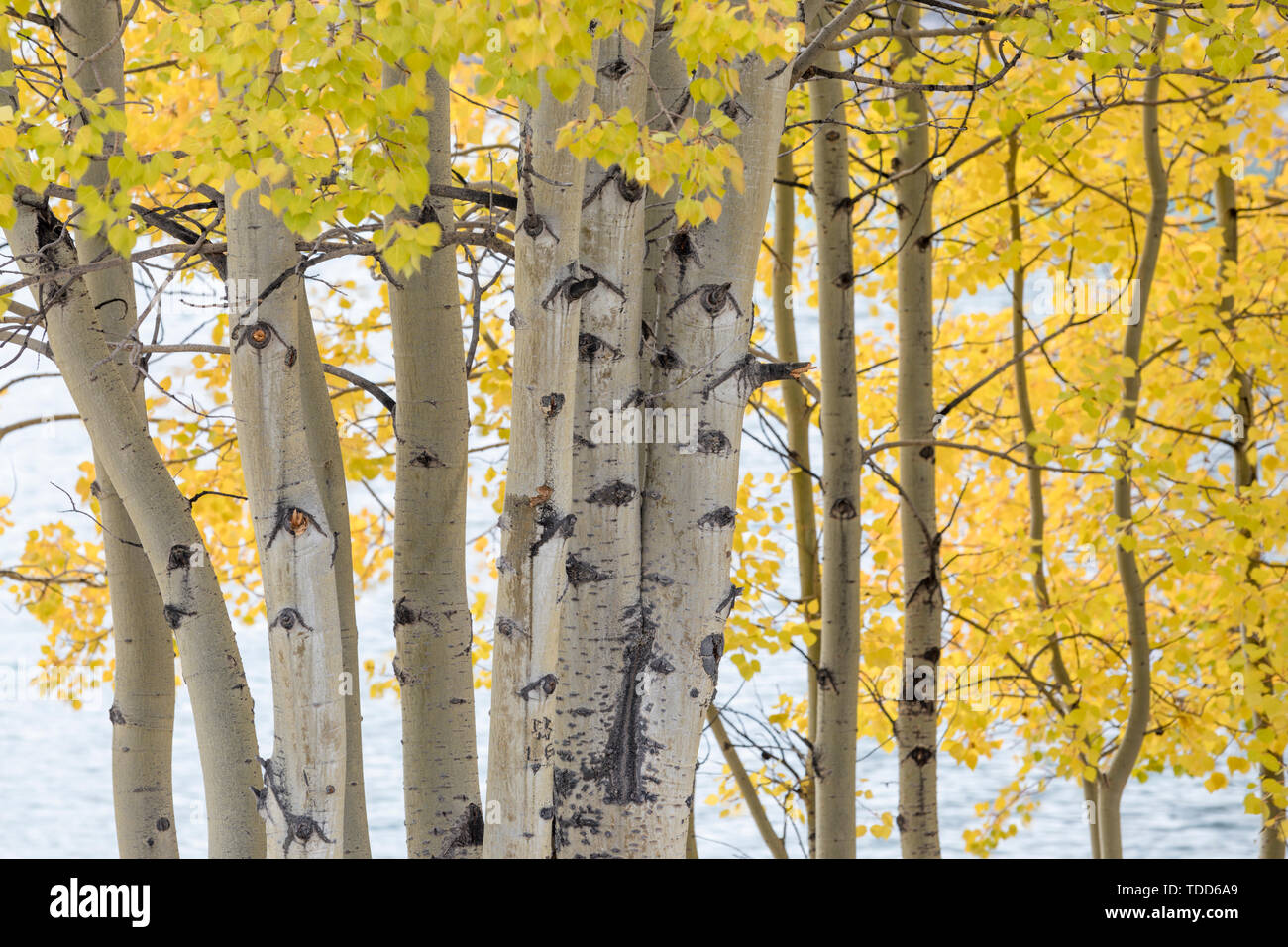Trees with Fall Colors, Kootenay Plains, Alberta, Canada Stock Photo ...