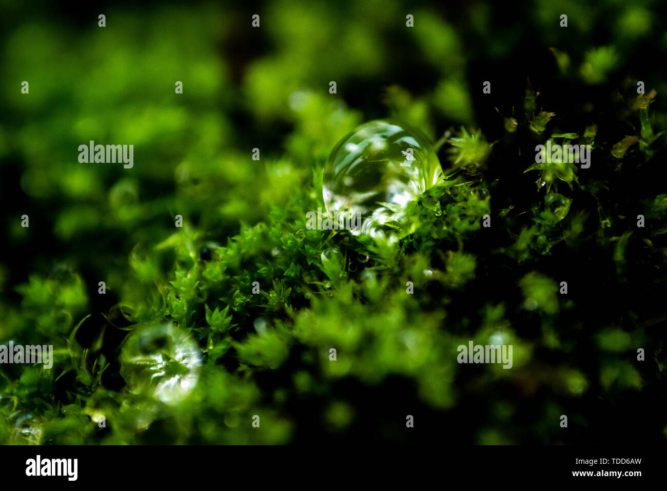After the rain, moss, moss Stock Photo - Alamy