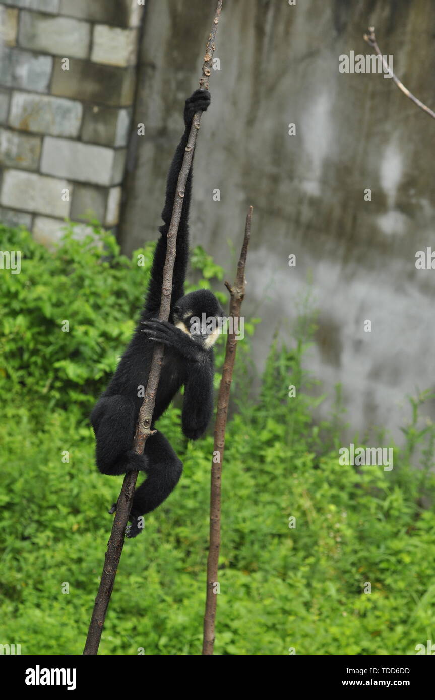Zoo tours hi-res stock photography and images - Alamy