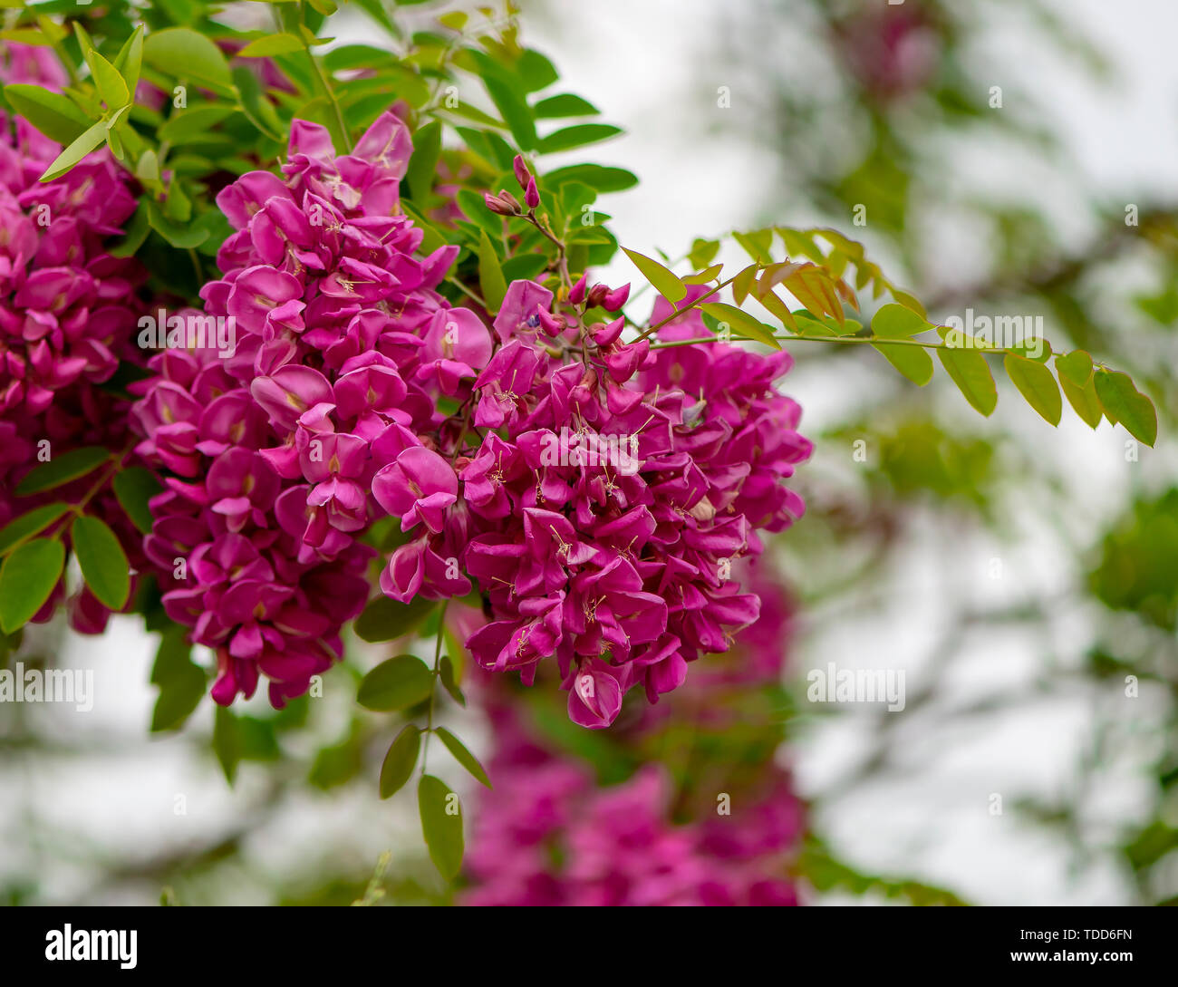 Red locust flowers Stock Photo - Alamy