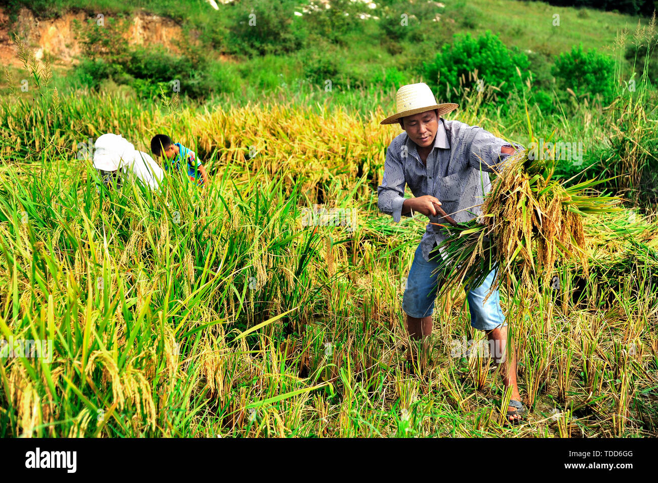 The natural village of hillside of Xingtang Village, Qiyi Township ...