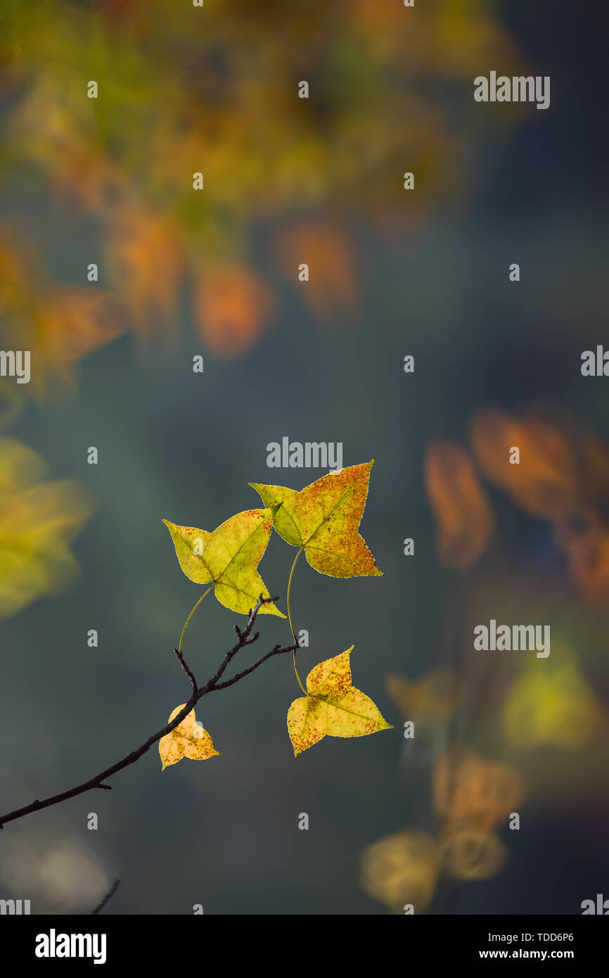 Tianping Mountain Red Maple Stock Photo - Alamy