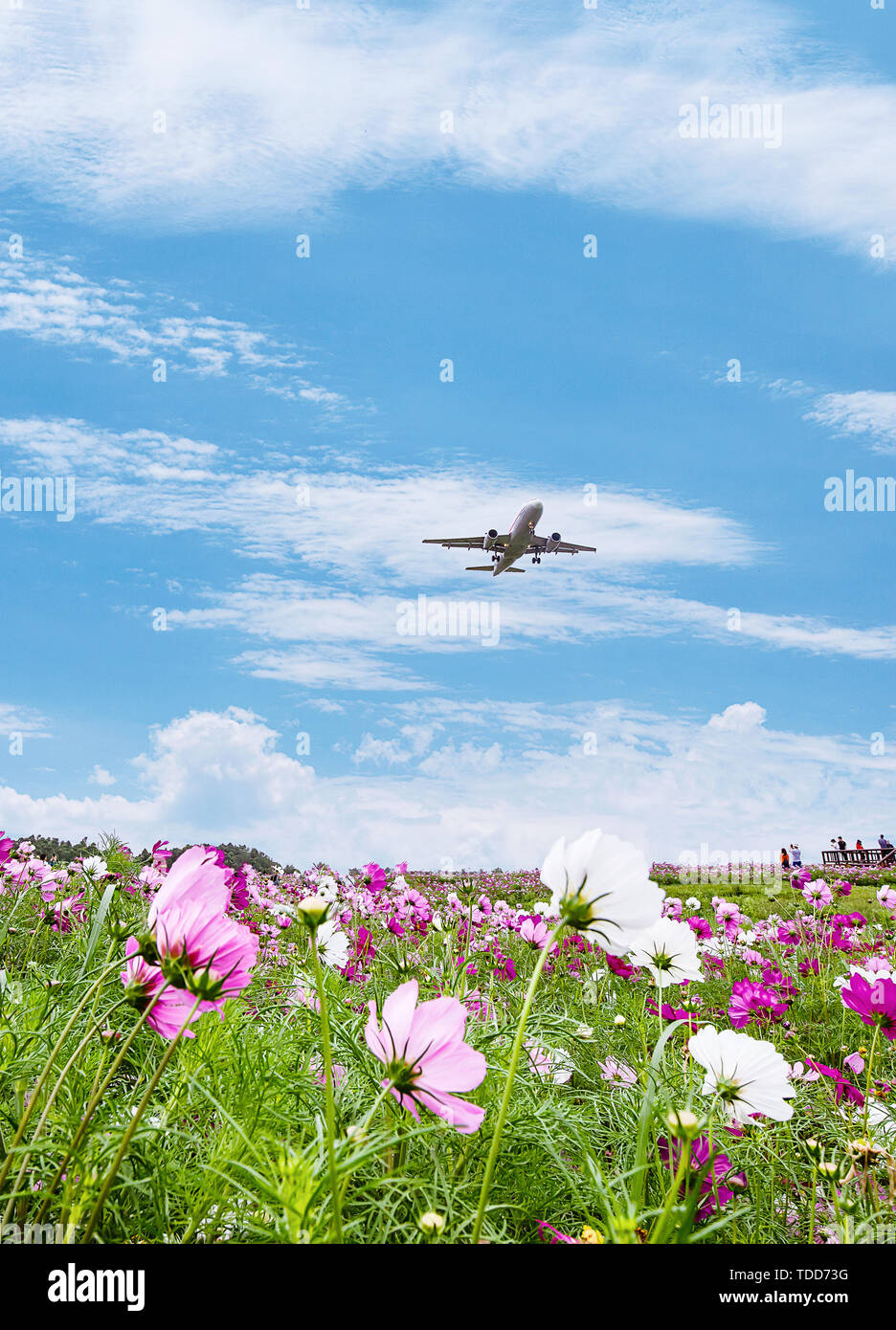 Airport flower field. Chengdu a new net red punch card mecca Stock ...