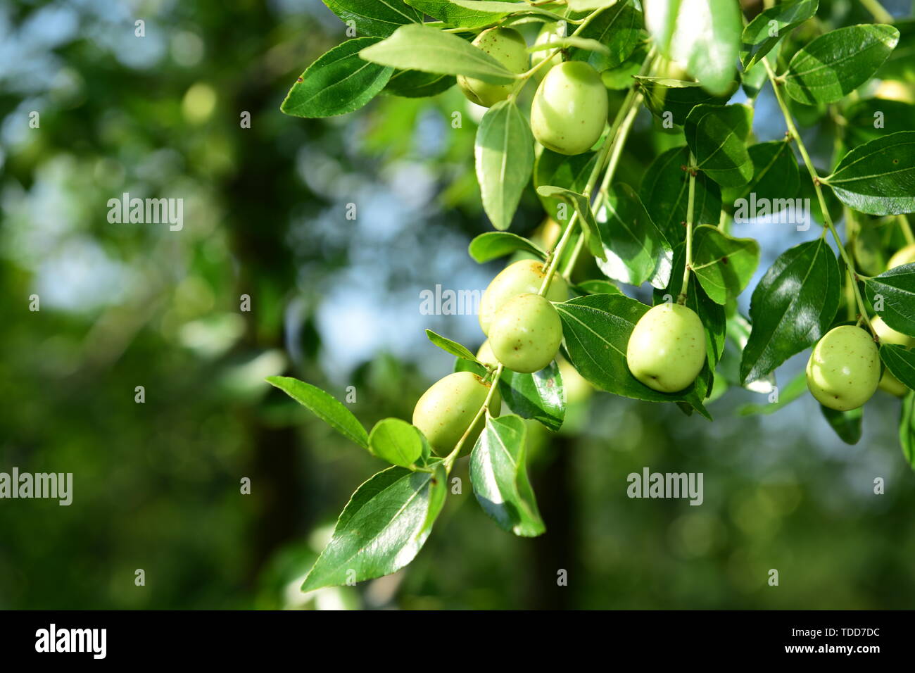 Jujube hanging with tree hi-res stock photography and images - Alamy