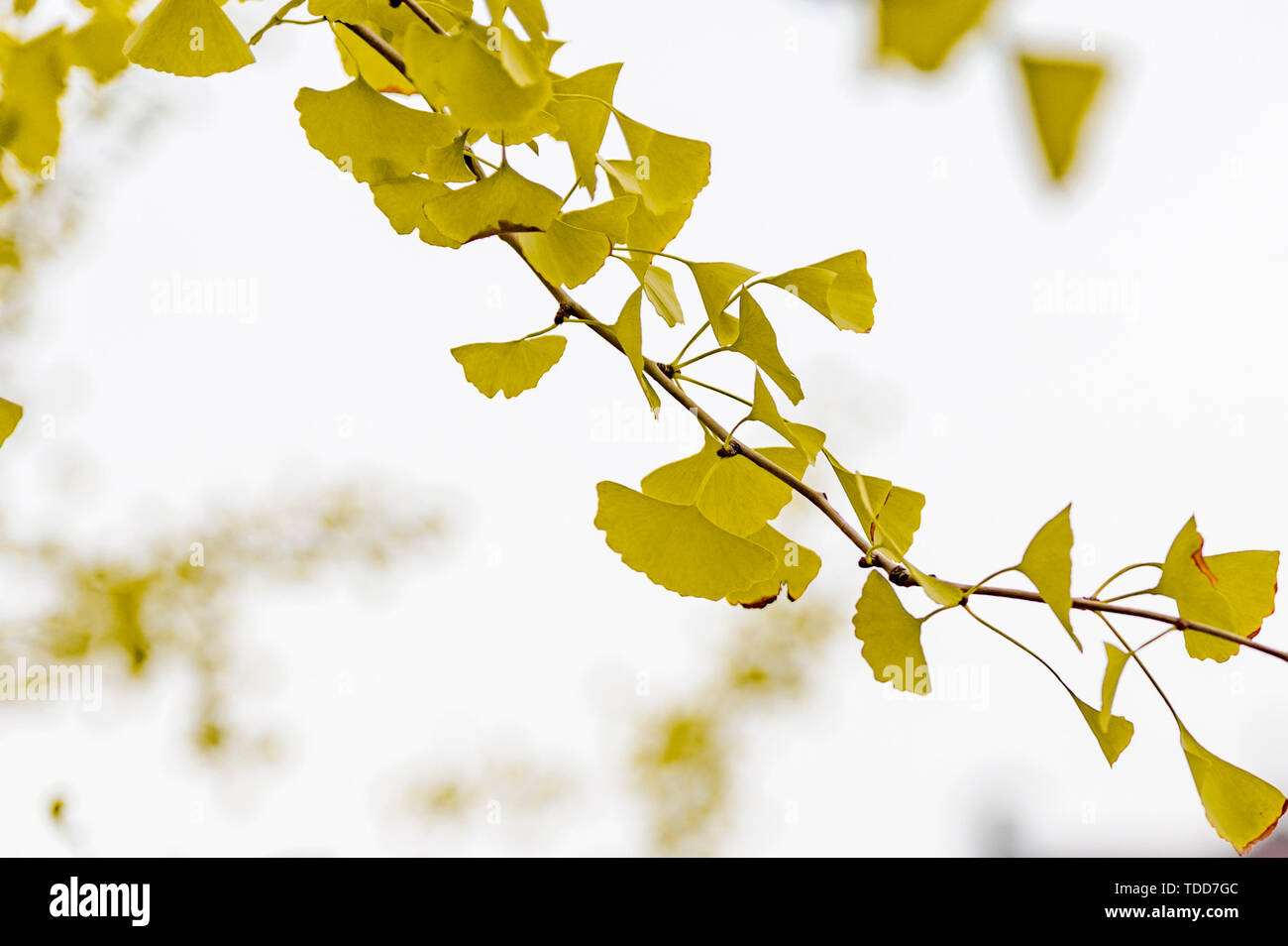 Photographed in Baihe, a thousand-year-old Ginkgo biloba town in ...