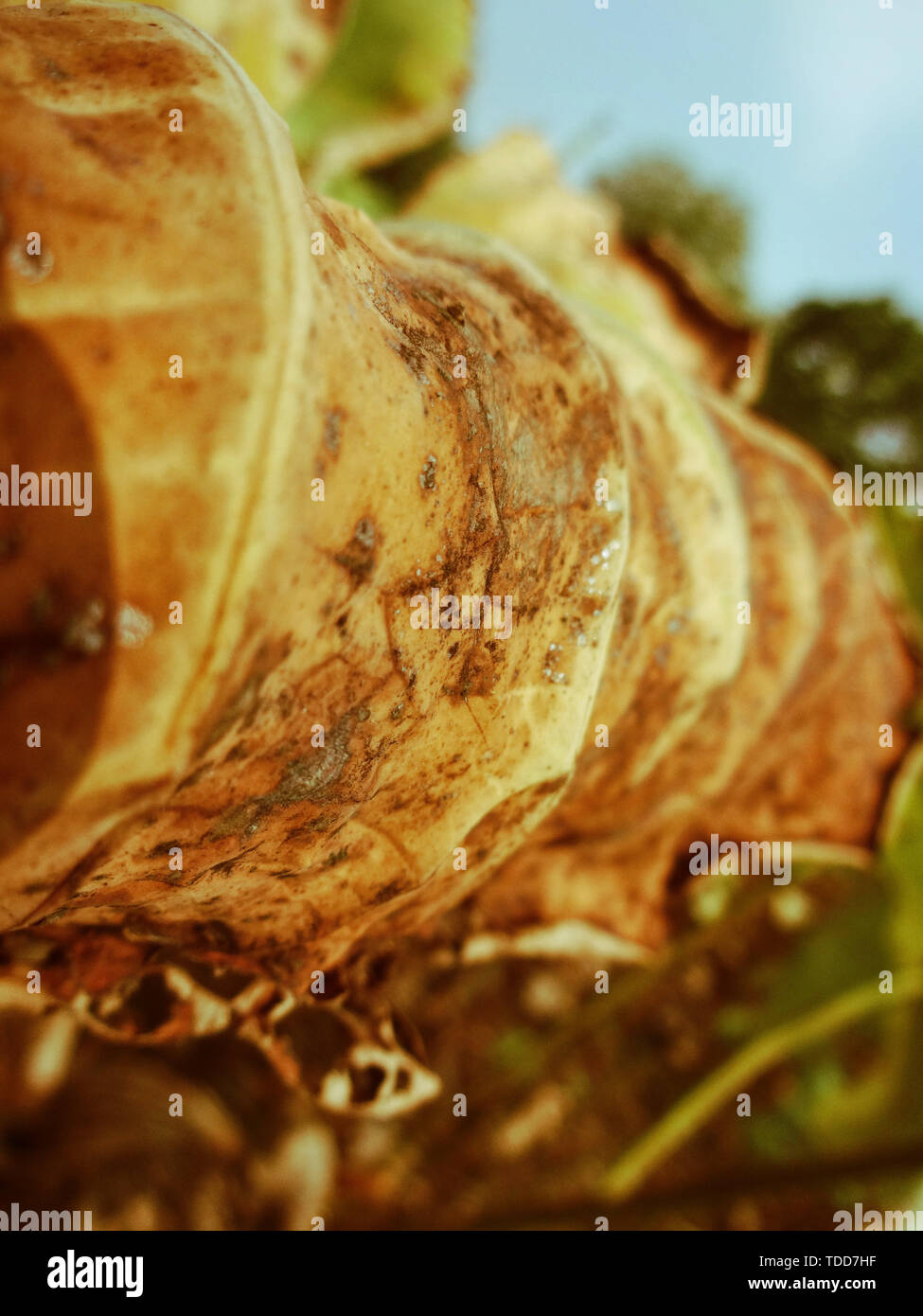 The withered lotus leaf Stock Photo - Alamy