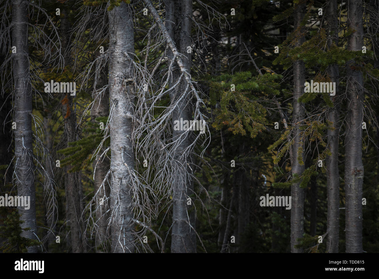Forest Scene, East Kootenays, Rocky Mountains, British Columbia, Canada ...